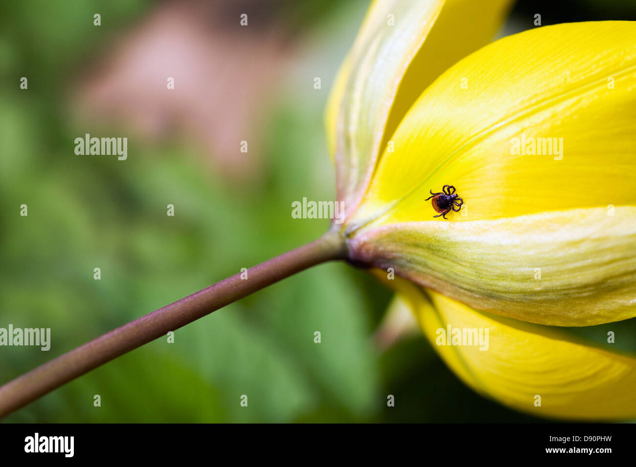 Ticks insect close up hi-res stock photography and images - Alamy