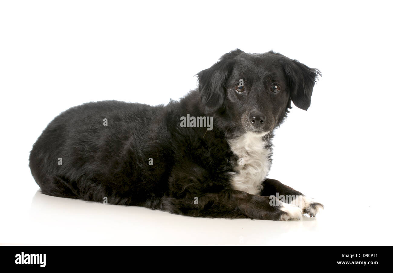 mixed breed dog laying down looking at viewer isolated on white ...