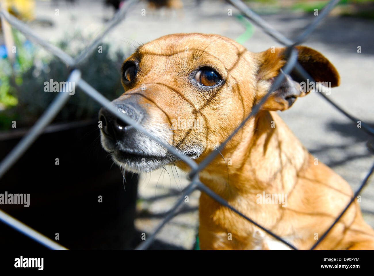 Freindly dog hi-res stock photography and images - Alamy