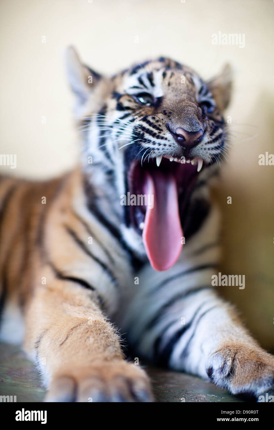 Asian zoo hi-res stock photography and images - Alamy