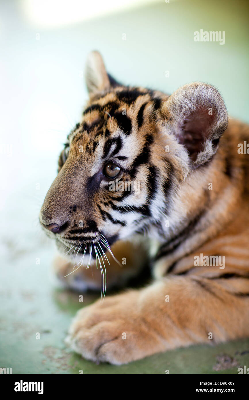 Asian tiger in zoo, close-up Stock Photo - Alamy