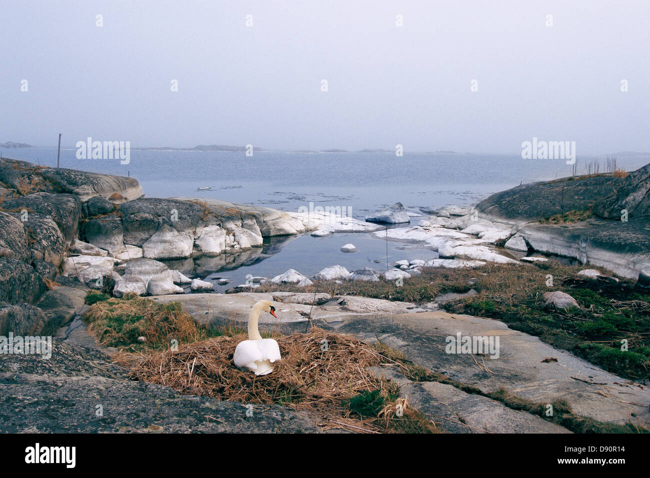 Swan rocks hi-res stock photography and images - Alamy