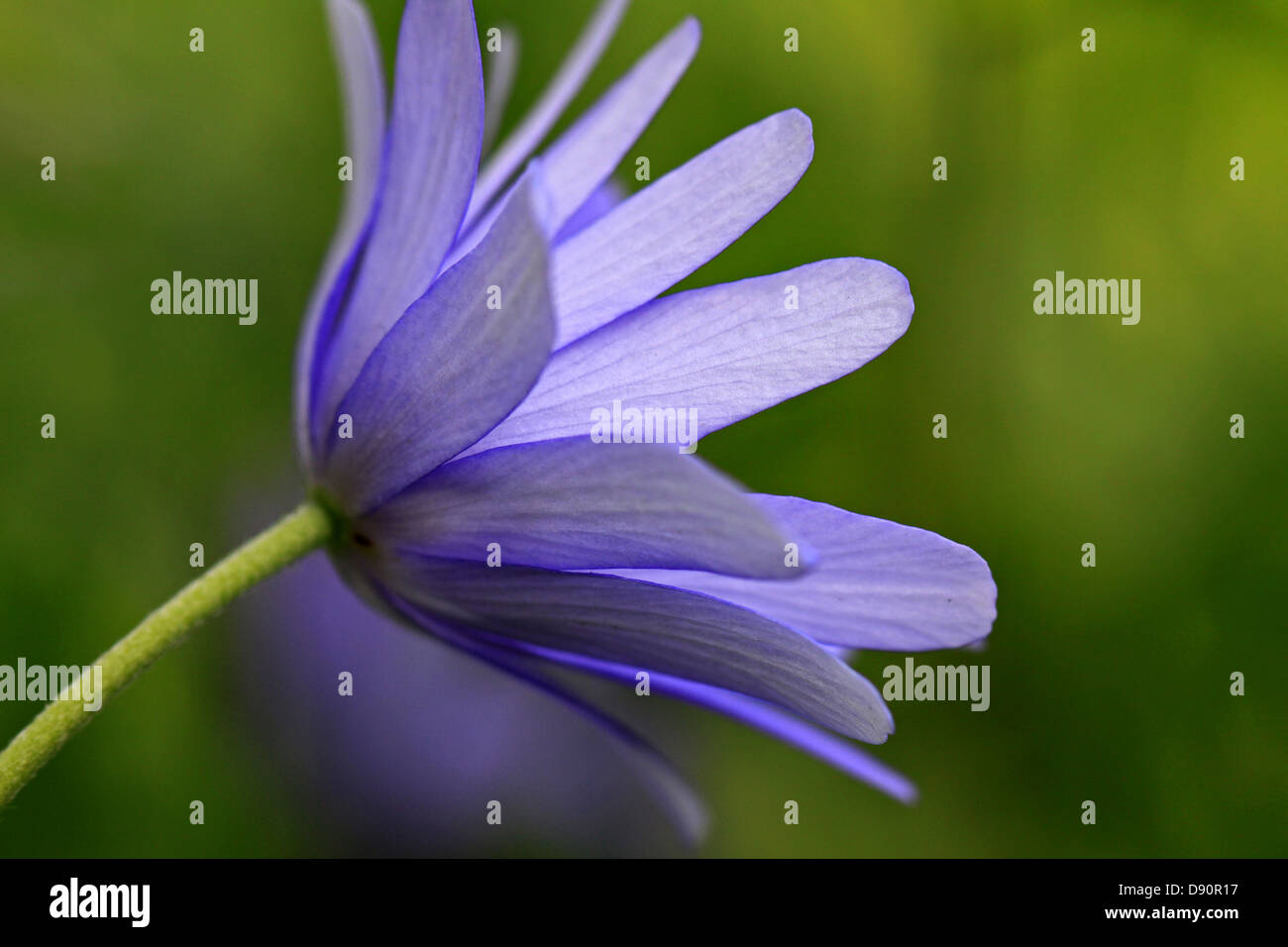 Anemones, Blue Anemones with yellow centers in muted light Stock Photo ...