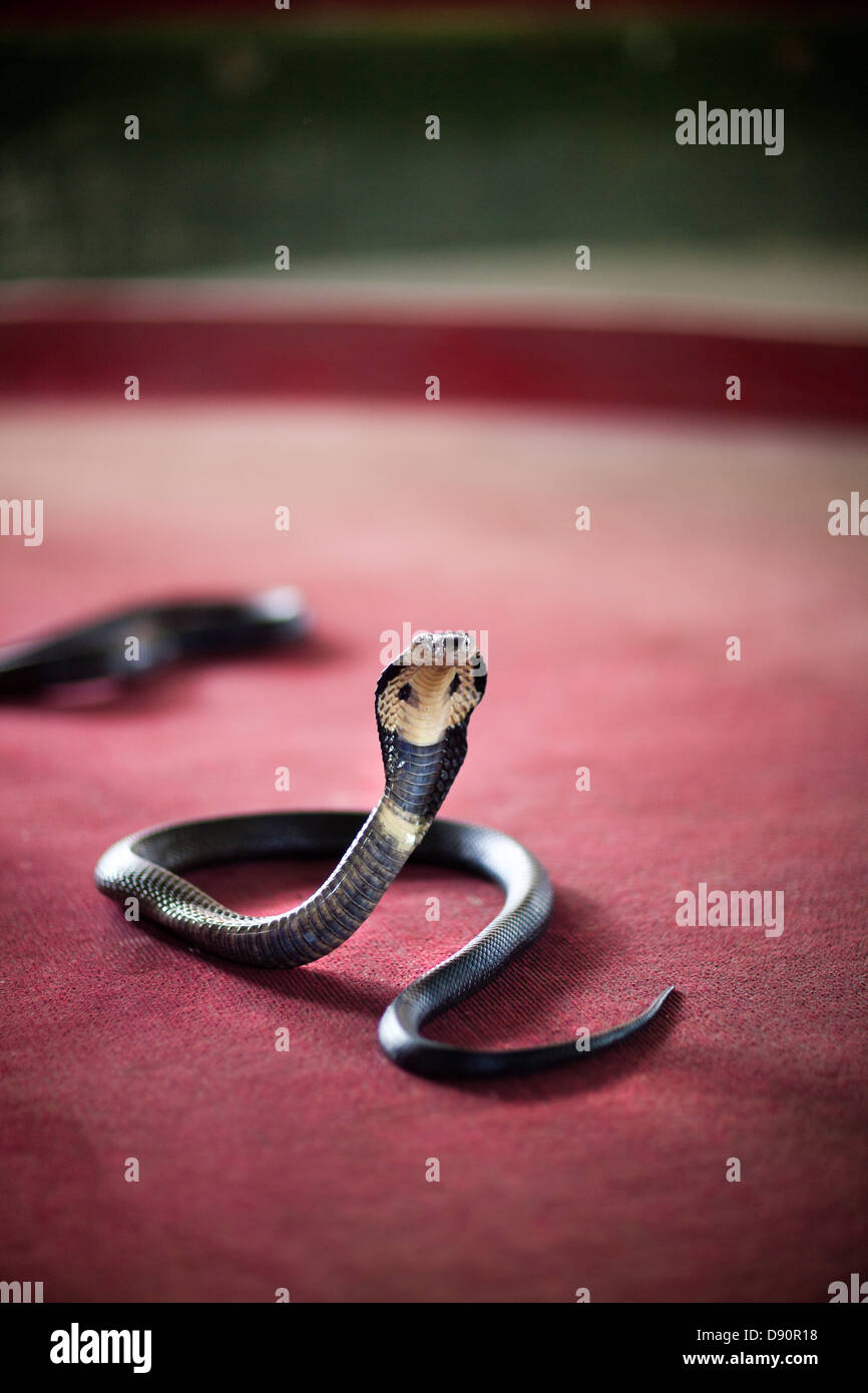 Cobra tail hi-res stock photography and images - Alamy