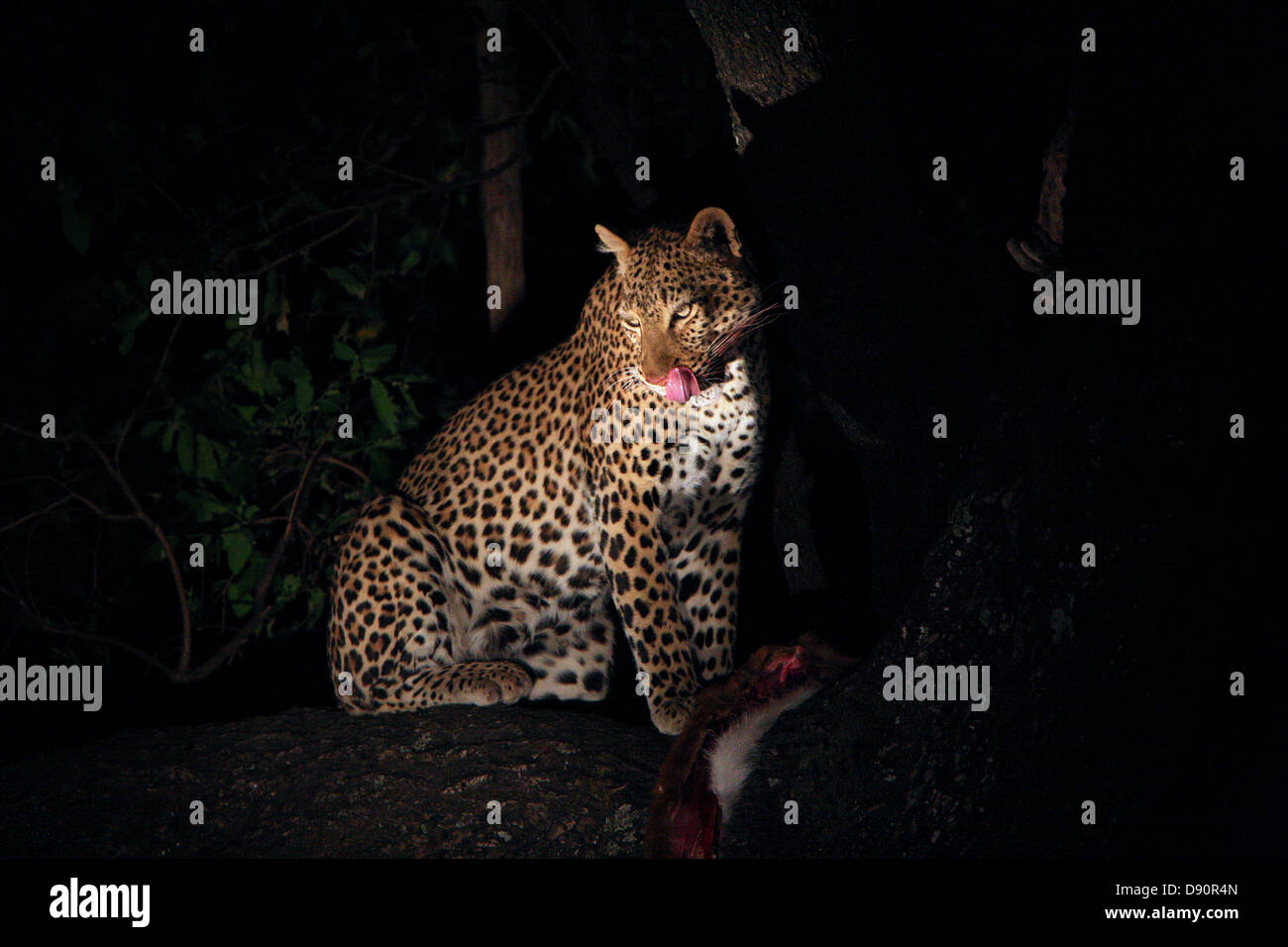 Leopard in a tree hi-res stock photography and images - Alamy