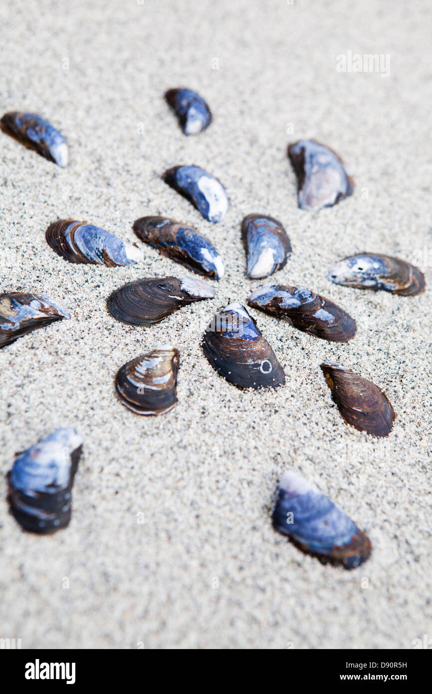 Close up sand and shells hi-res stock photography and images - Alamy