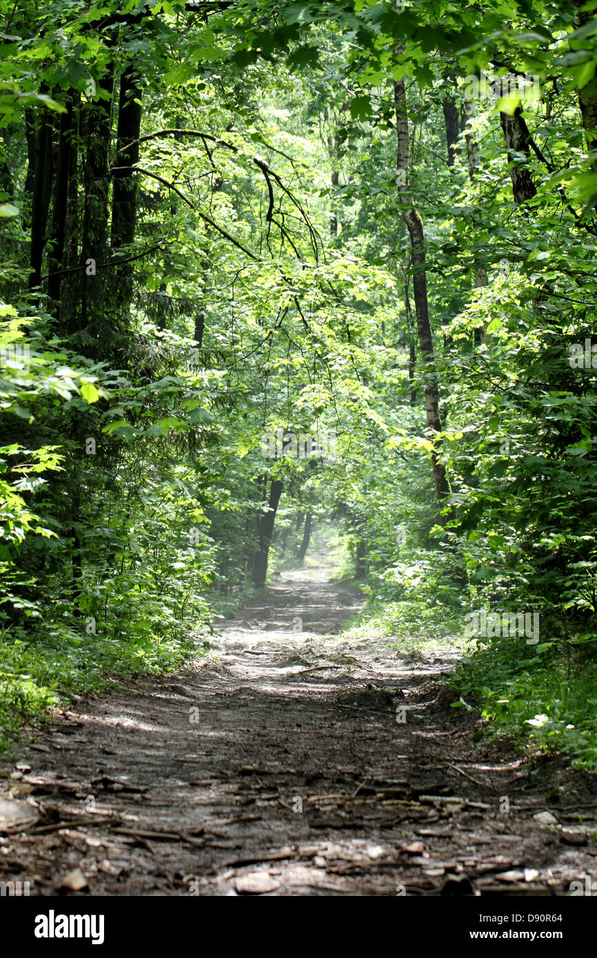 The road in spring forest in the morning Stock Photo - Alamy