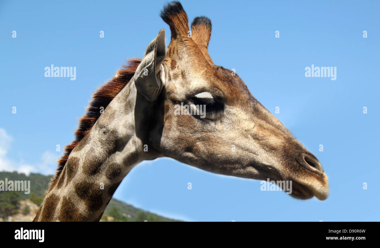 Portrait of a baby giraffe Stock Photo - Alamy