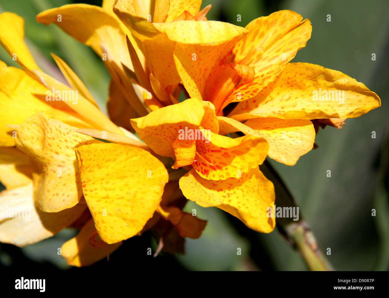 Big yellow bloom hi-res stock photography and images - Alamy