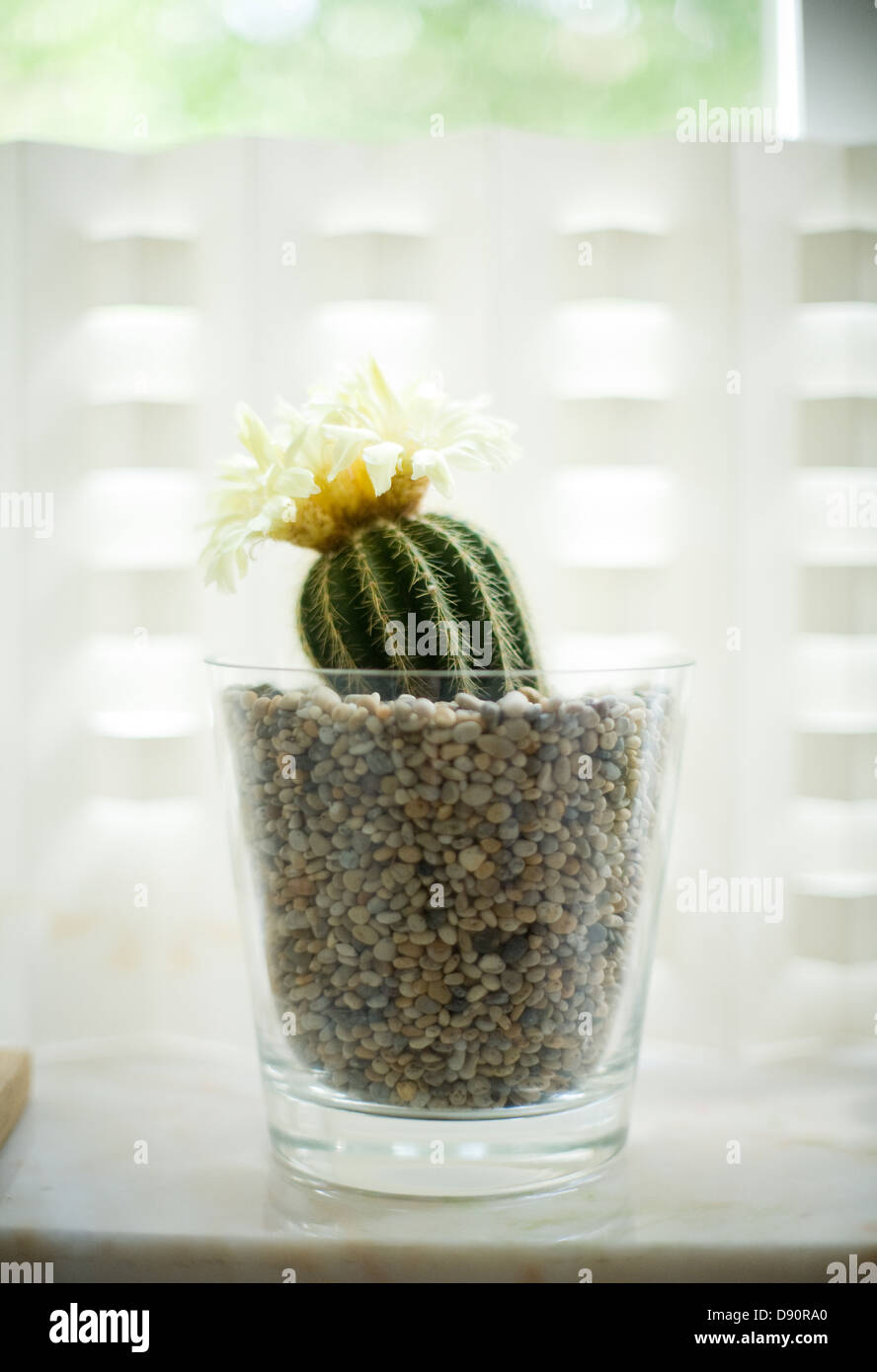A cactus in a window Stock Photo - Alamy