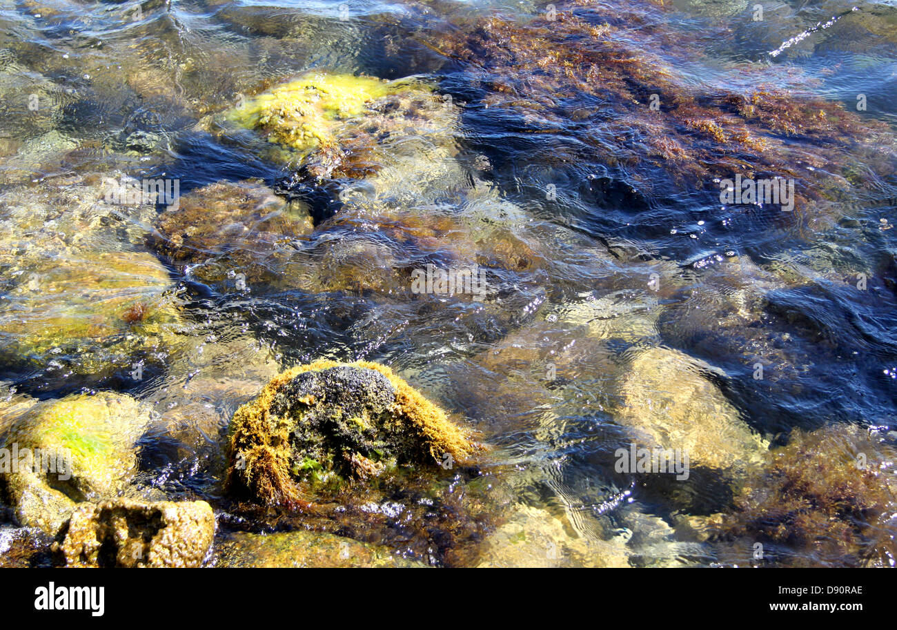 Water seaweed rocks hi-res stock photography and images - Alamy