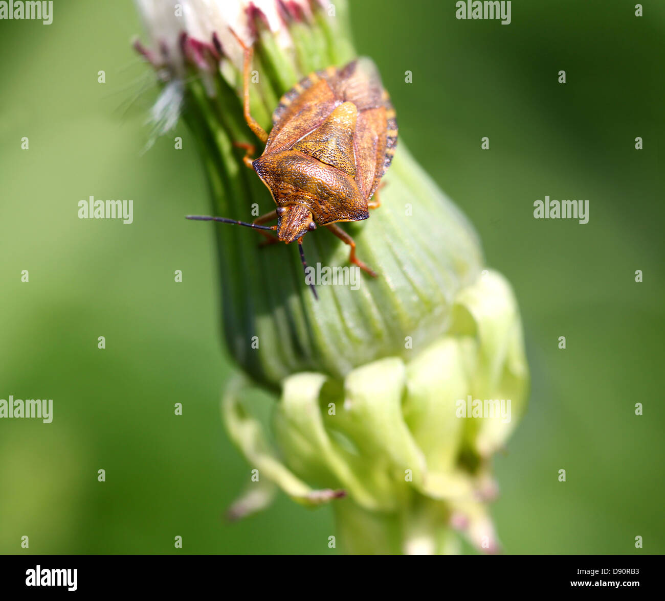 Green dandelion hi-res stock photography and images - Alamy