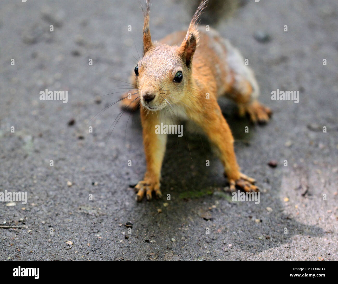 Portrait of a beautiful squirrel Stock Photo - Alamy