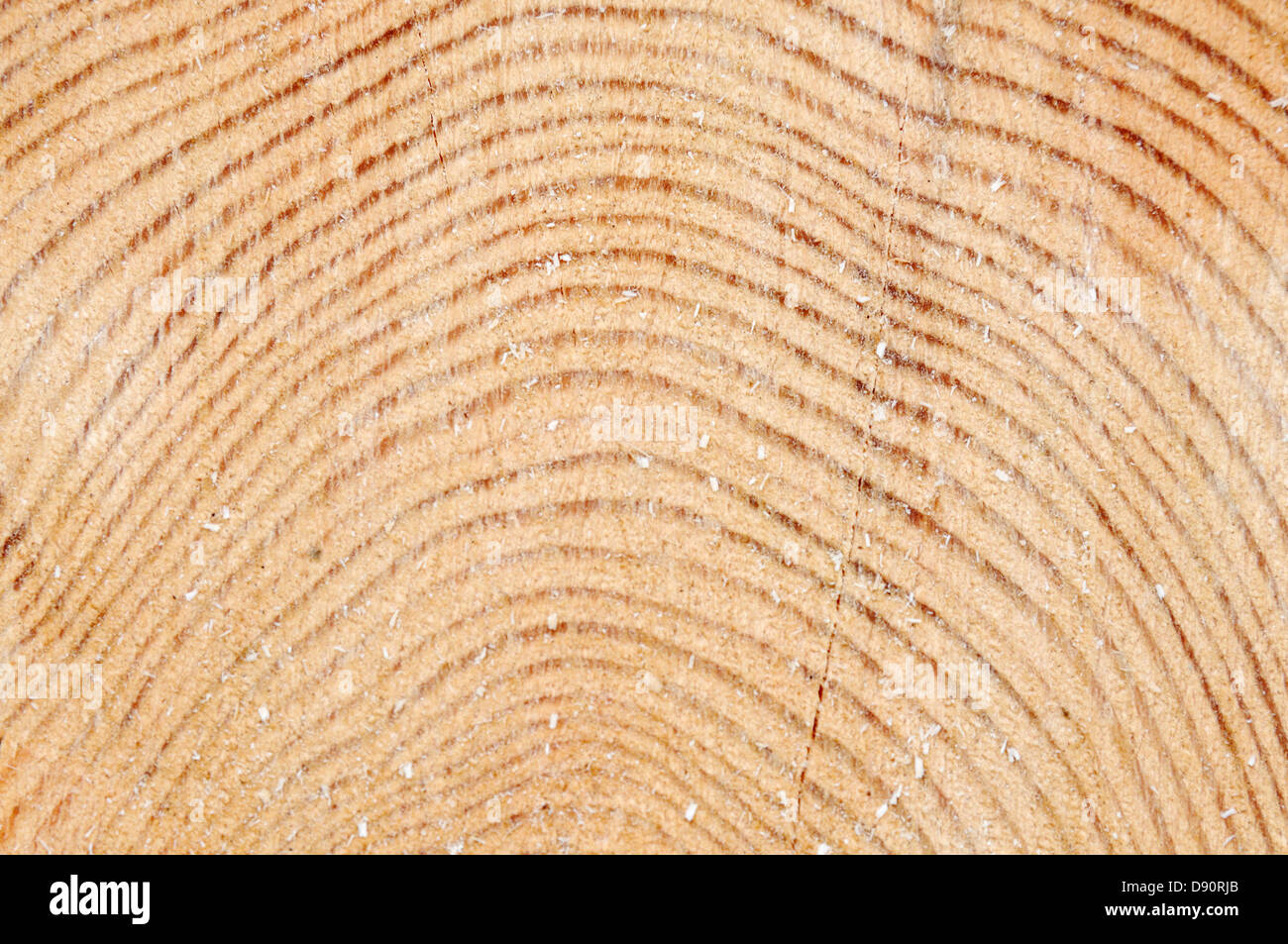 Tree trunk, close-up Stock Photo - Alamy