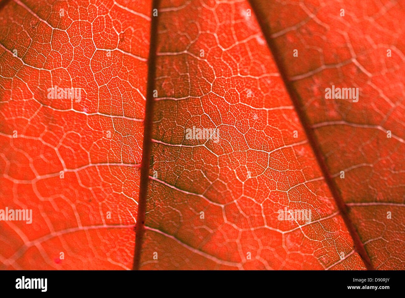 Texture of a red leaf Stock Photo - Alamy