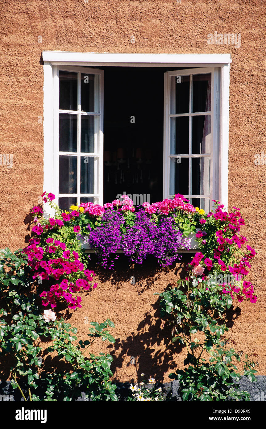 Flower plants by window Stock Photo - Alamy