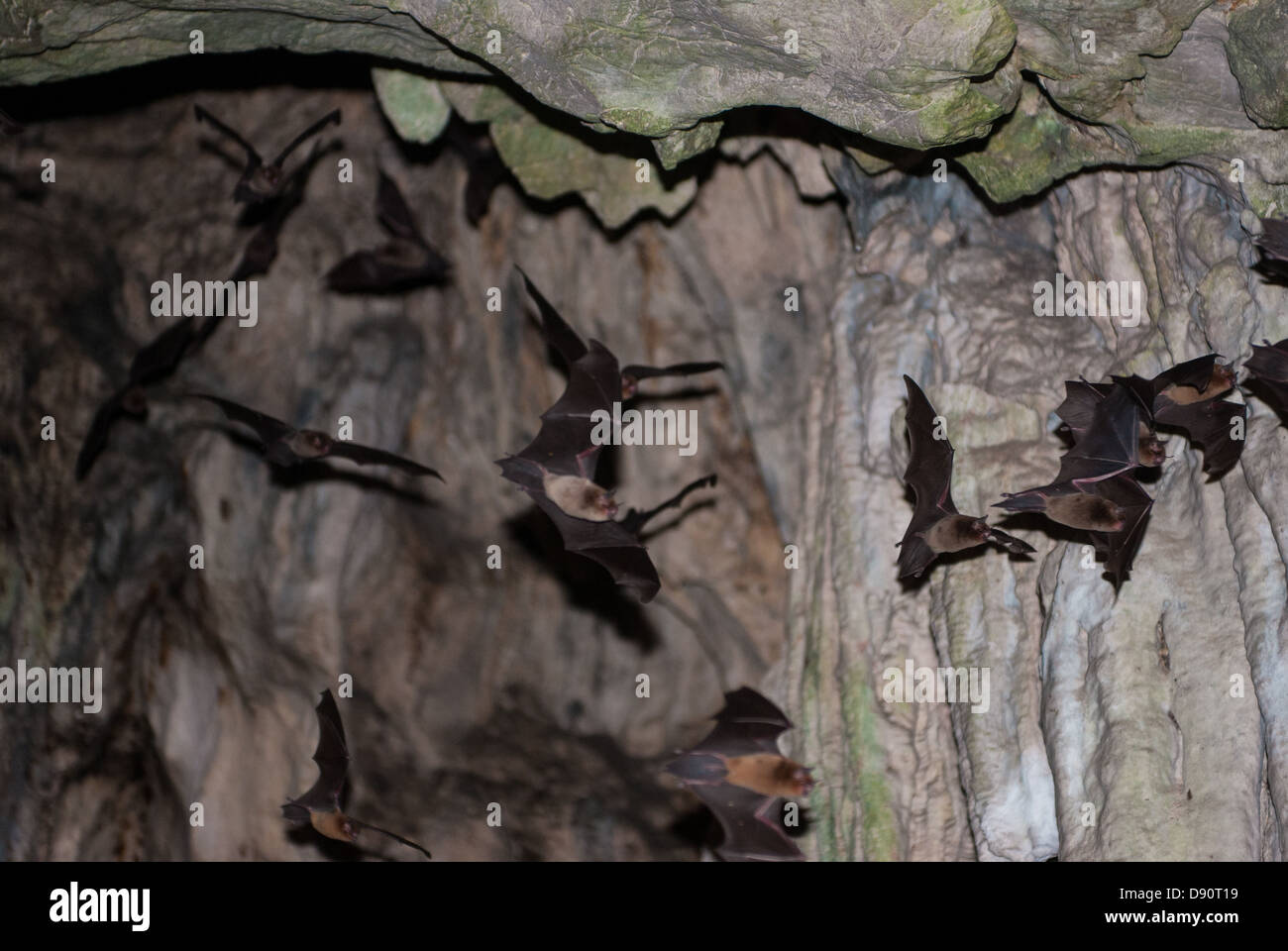 Cave bat central america hi-res stock photography and images - Alamy