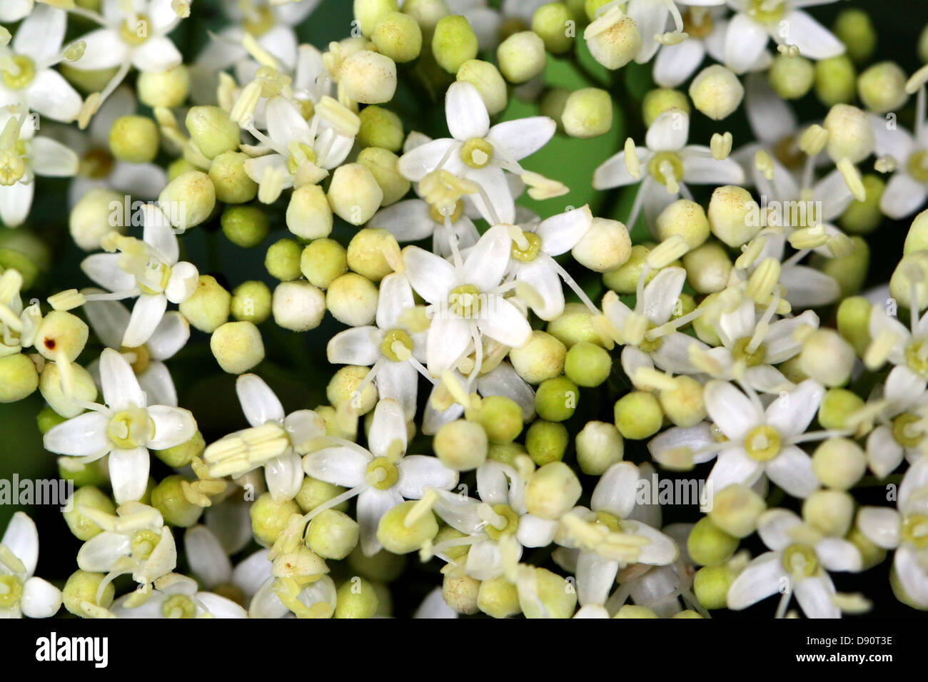 Texture of small white flowers Stock Photo - Alamy