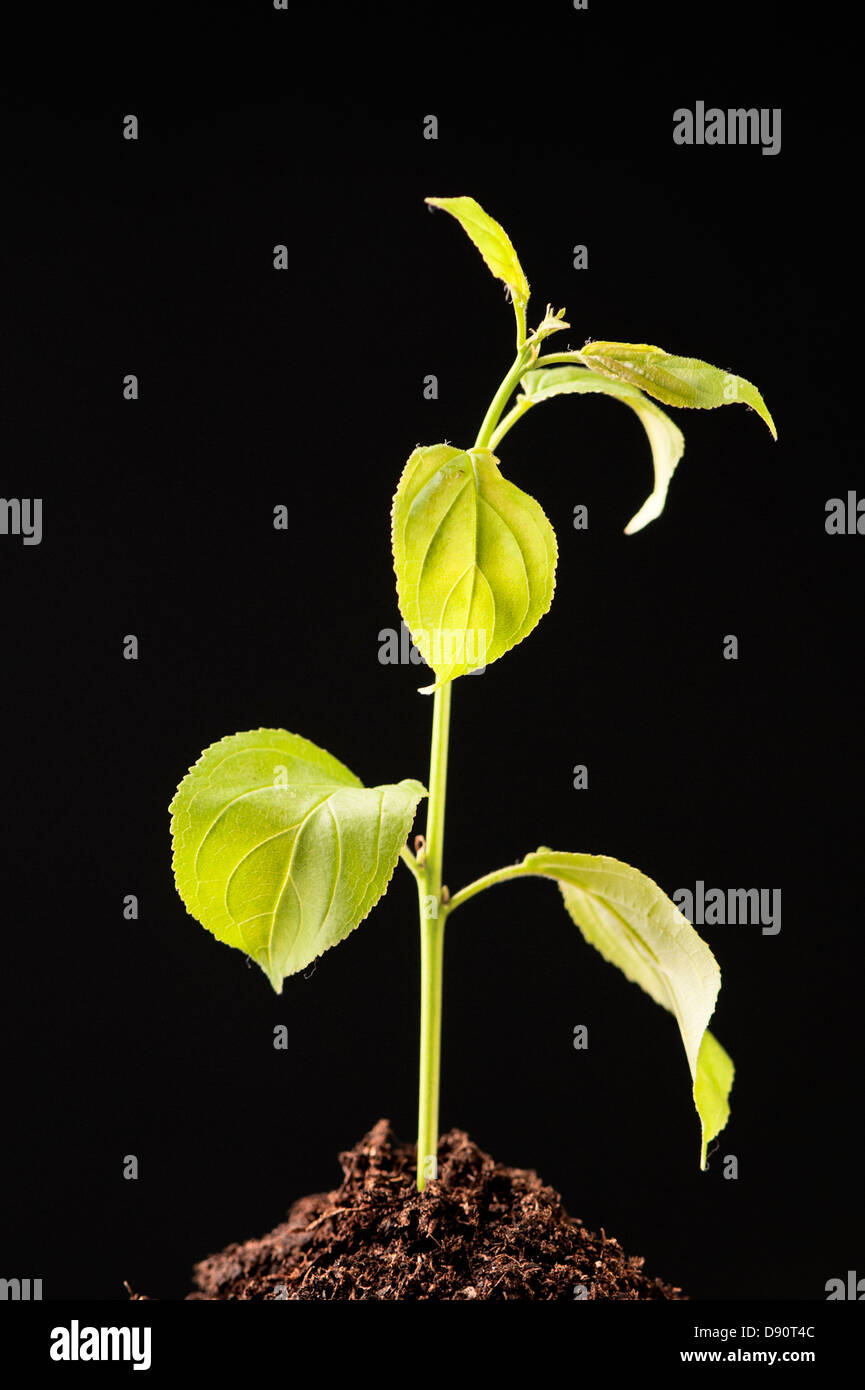 A small plant Stock Photo - Alamy