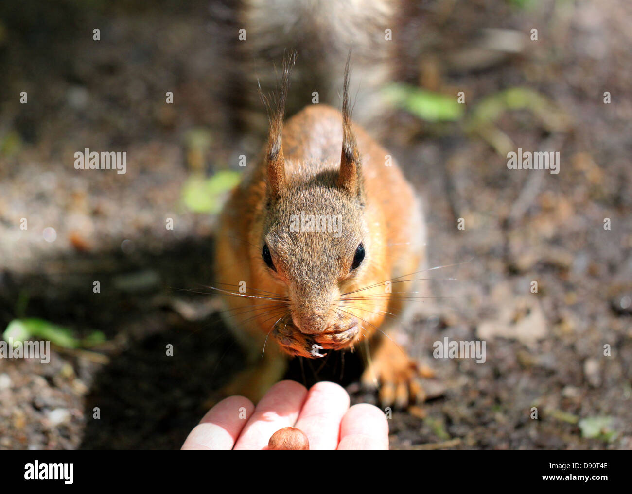 Portrait of a beautiful squirrels eat with your hands Stock Photo - Alamy