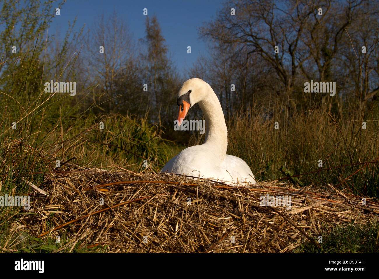 Female Swan on nest Stock Photo - Alamy
