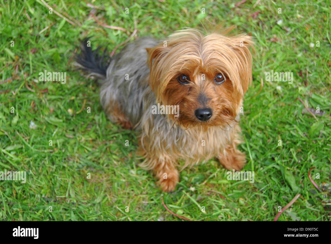 Full Breed Yorkshire Terrier Stock Photo - Alamy