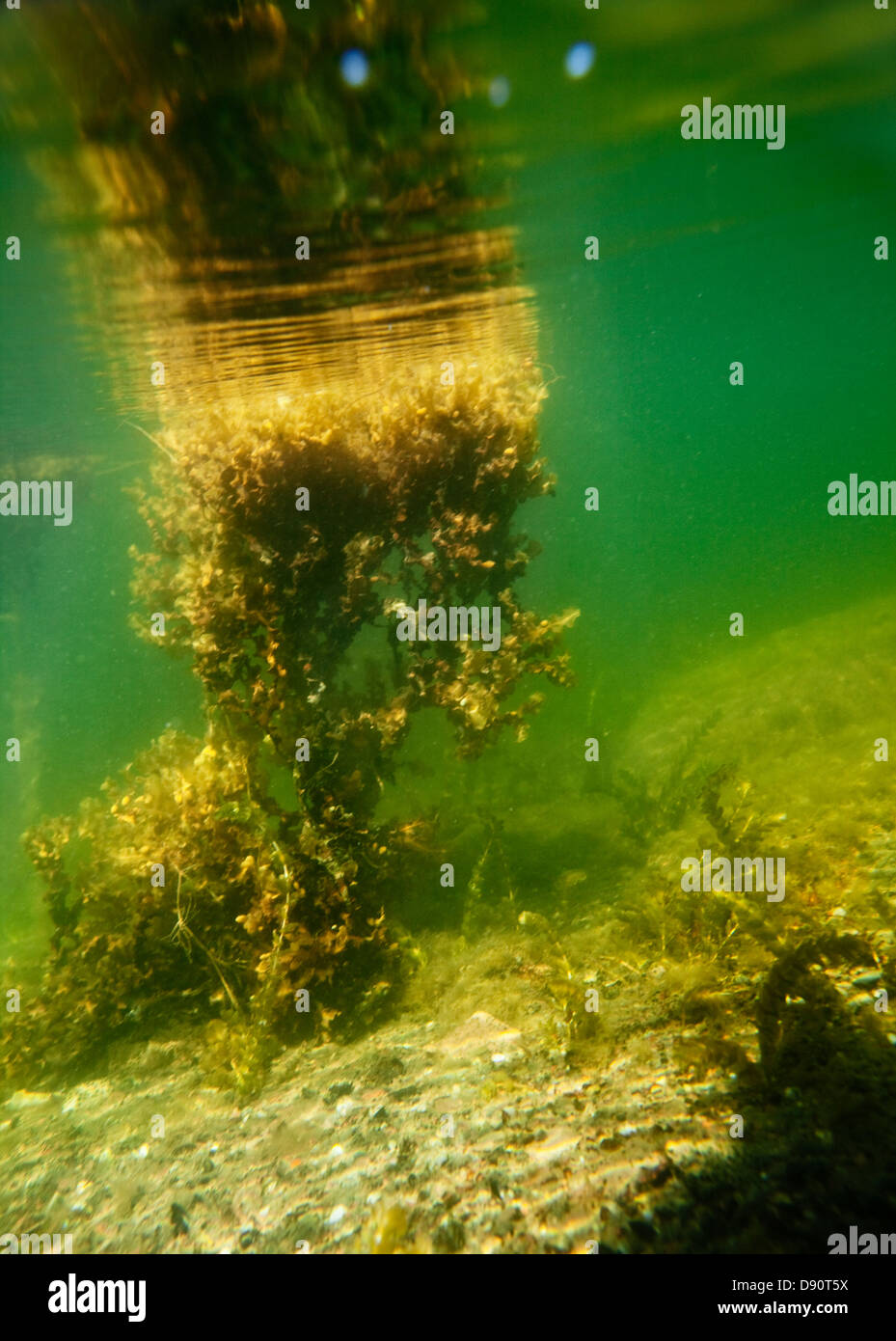 Aquatic plants in sea Stock Photo - Alamy