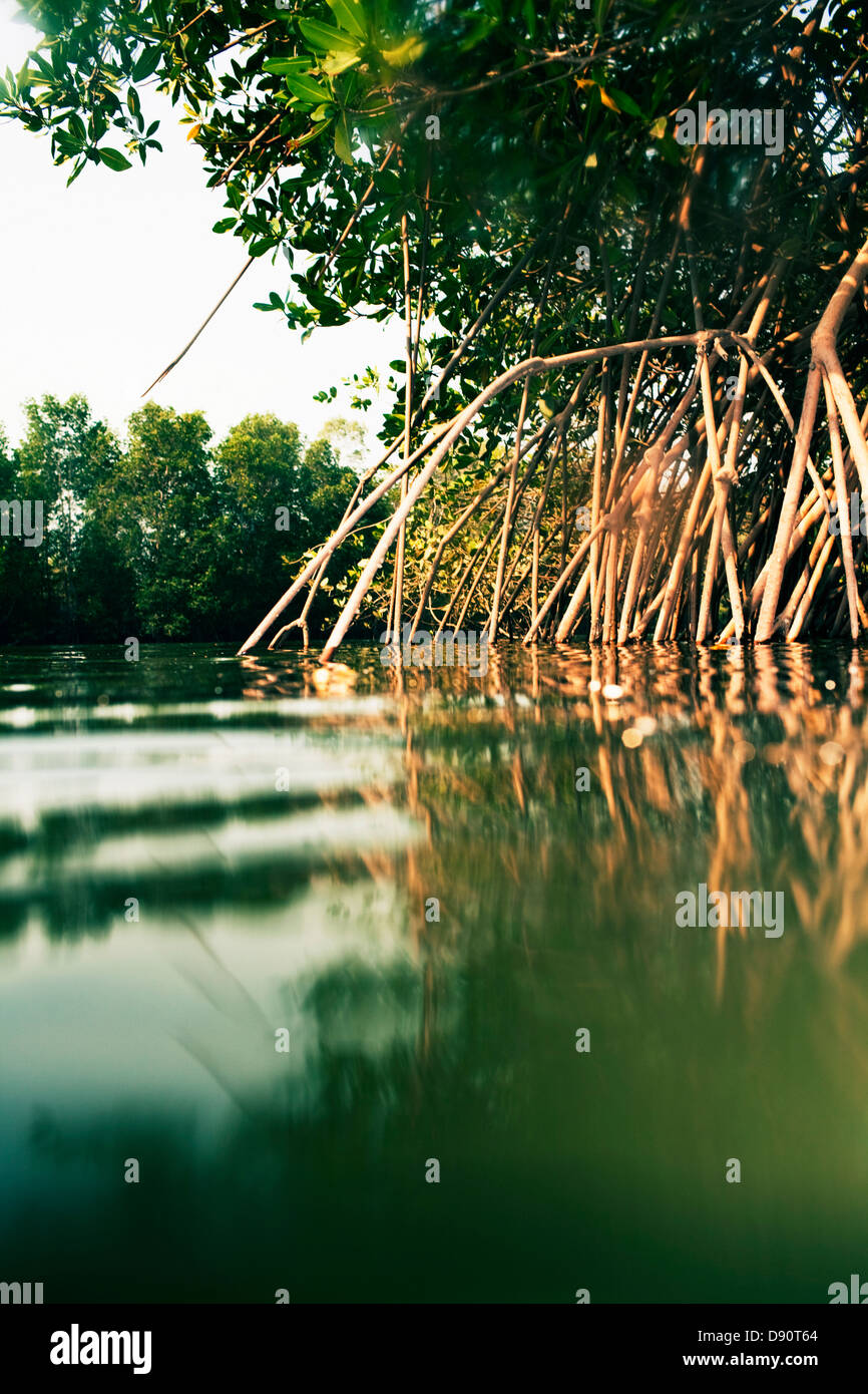 A tree by a river Stock Photo - Alamy