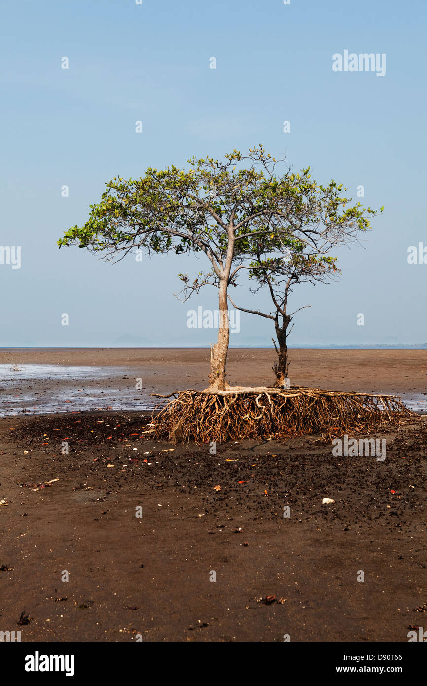 Trees at lowe tide Stock Photo - Alamy