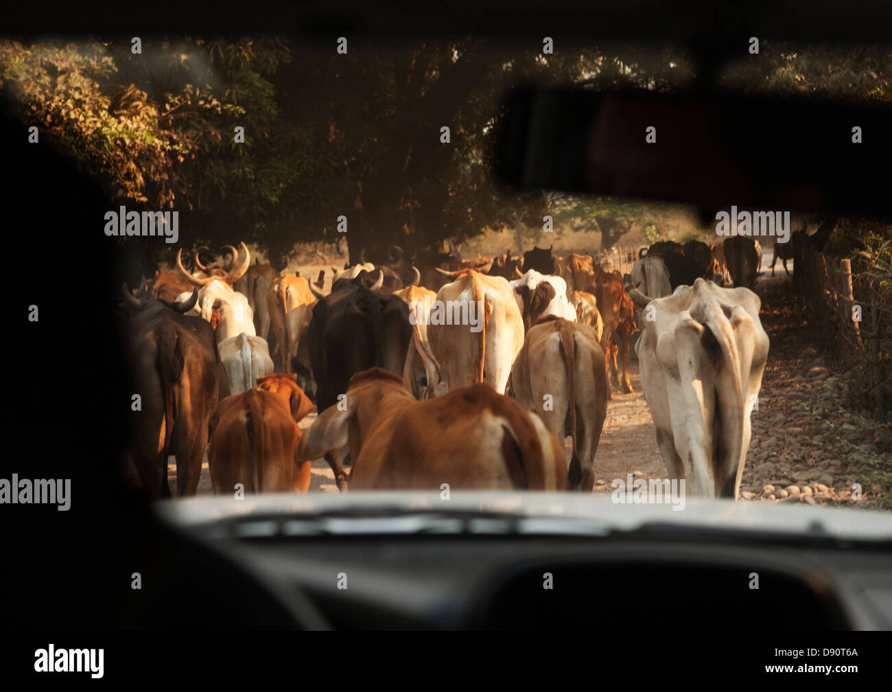 Cows in front of a car Stock Photo - Alamy