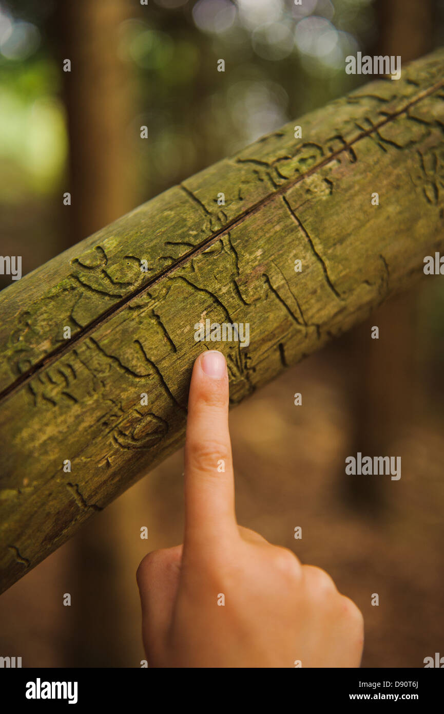 A finger pointing at a treetrunk Stock Photo - Alamy
