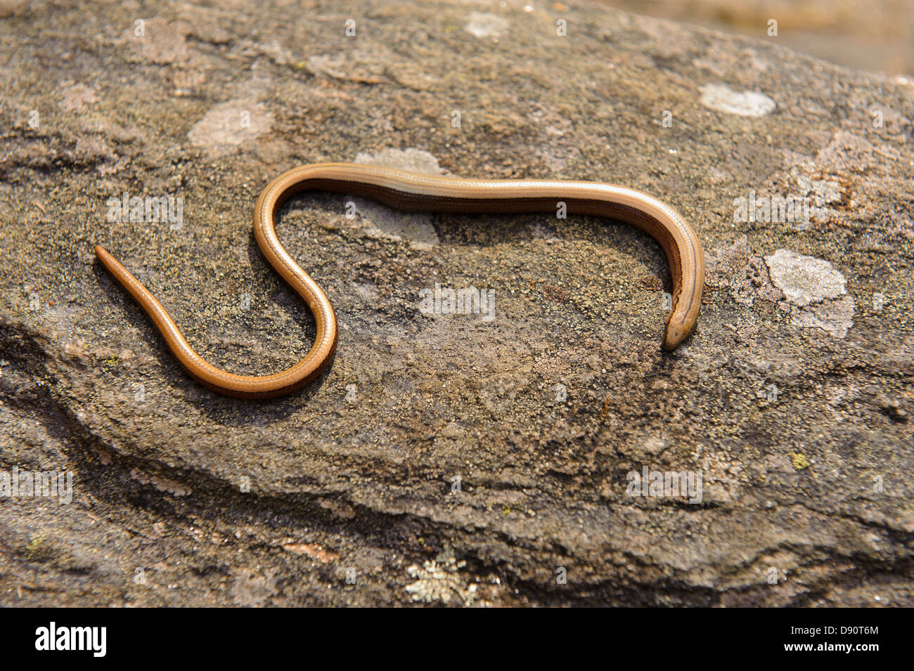 Dead snake hi-res stock photography and images - Alamy