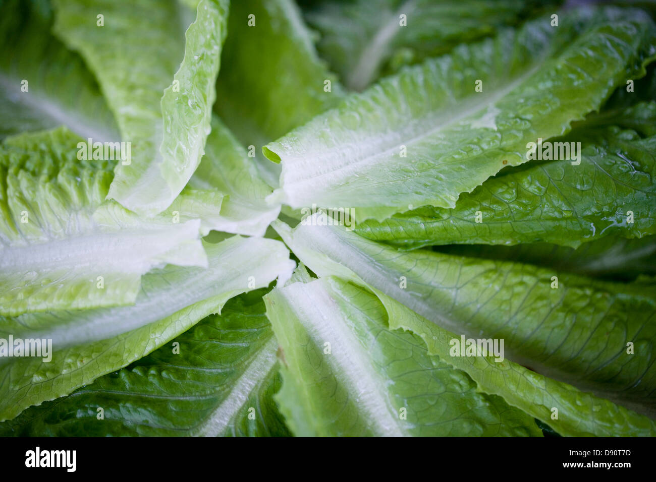 Close-up of cabbage leaf Stock Photo - Alamy