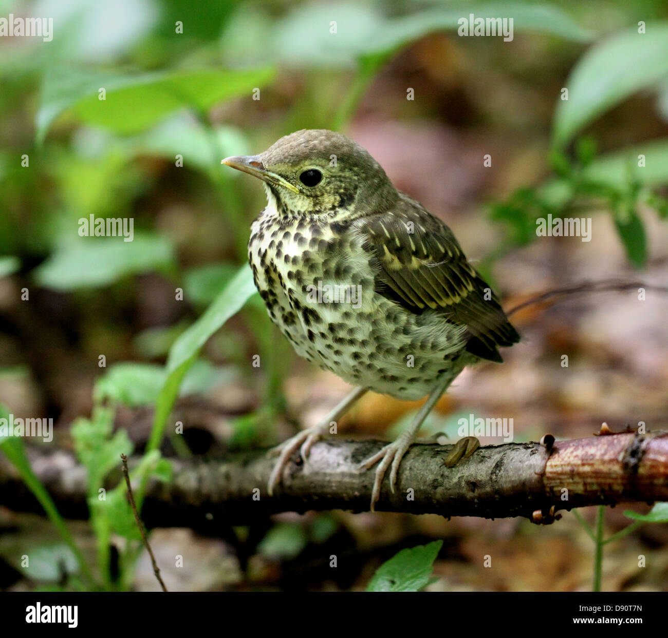 Little black bird hi-res stock photography and images - Alamy