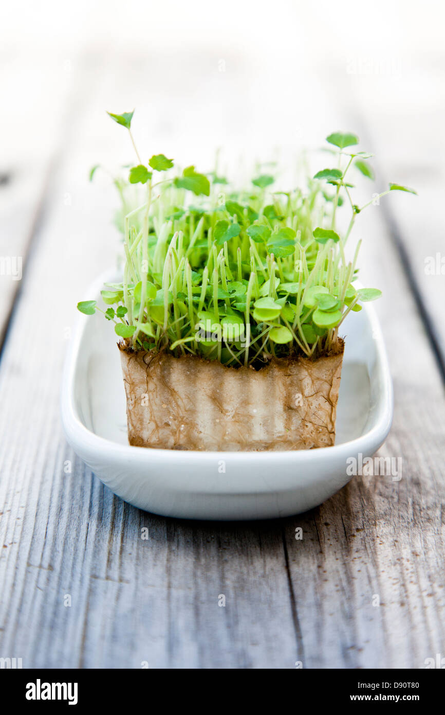 Cress growing in bowl hi-res stock photography and images - Alamy