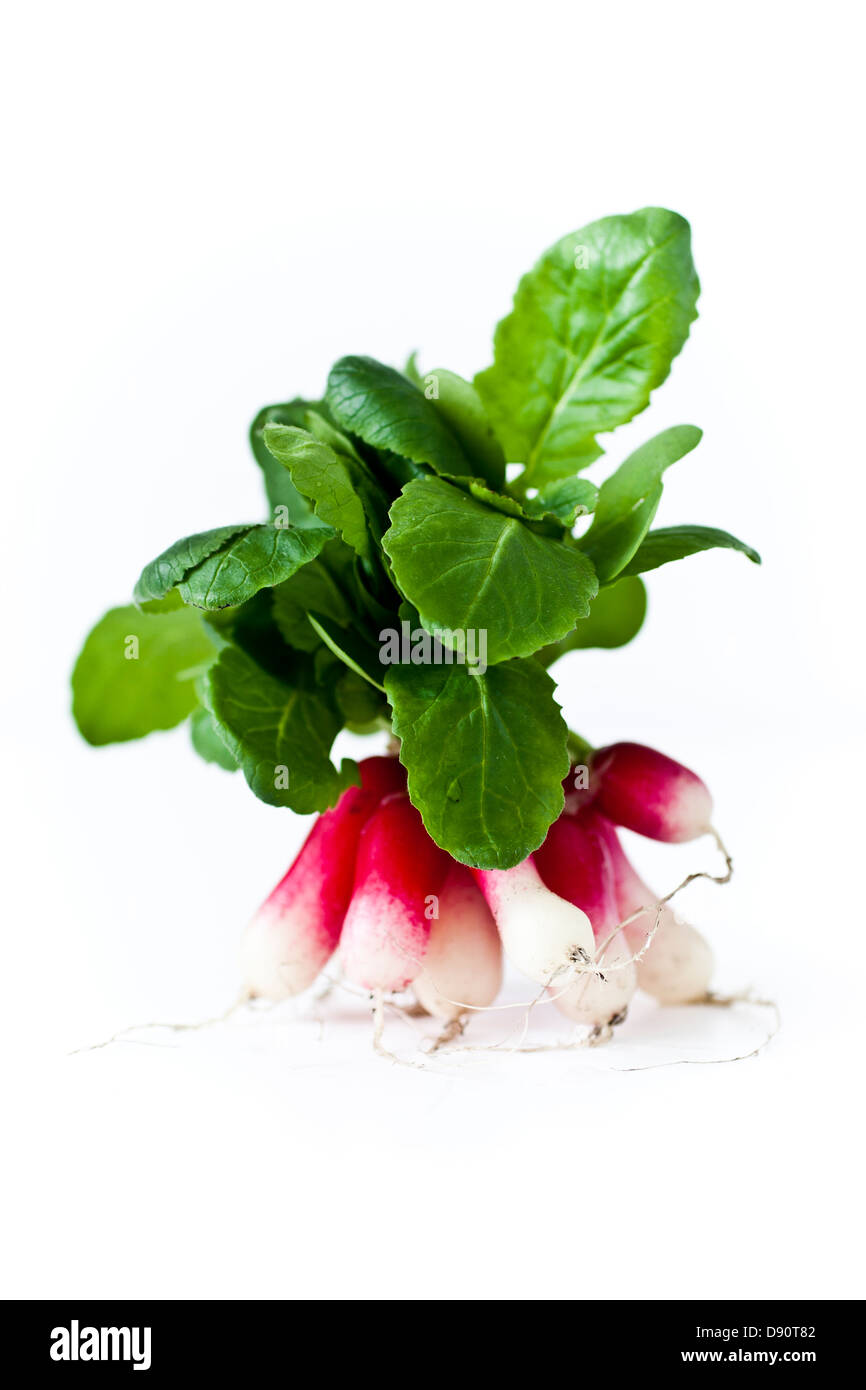 Studio shot of bunch of radish Stock Photo - Alamy
