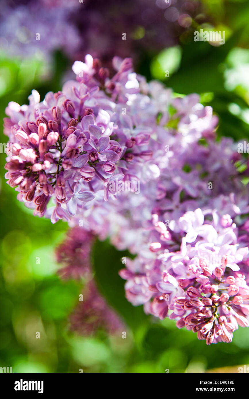 Lilac hedge hi-res stock photography and images - Alamy