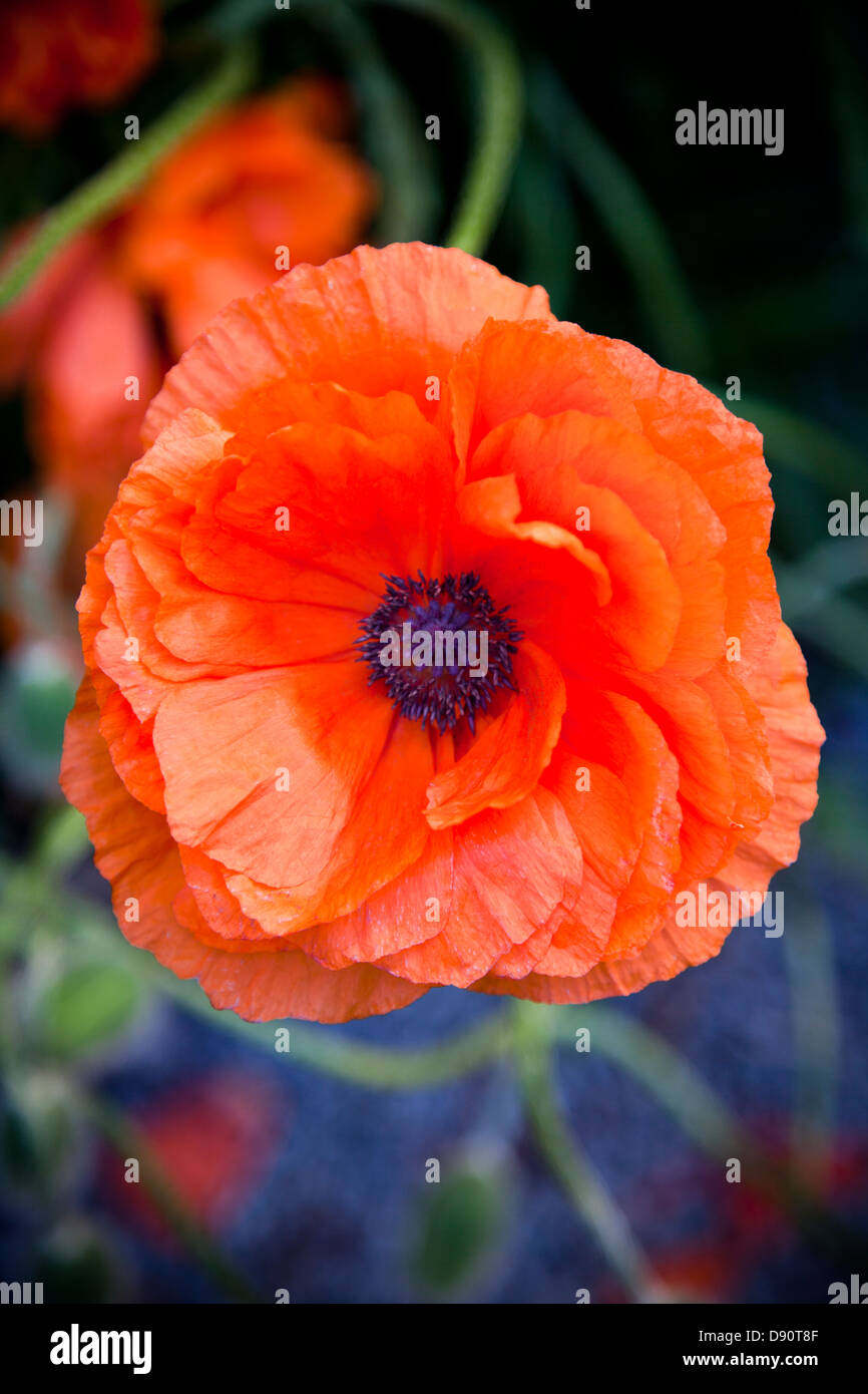 Close up poppy hi-res stock photography and images - Alamy