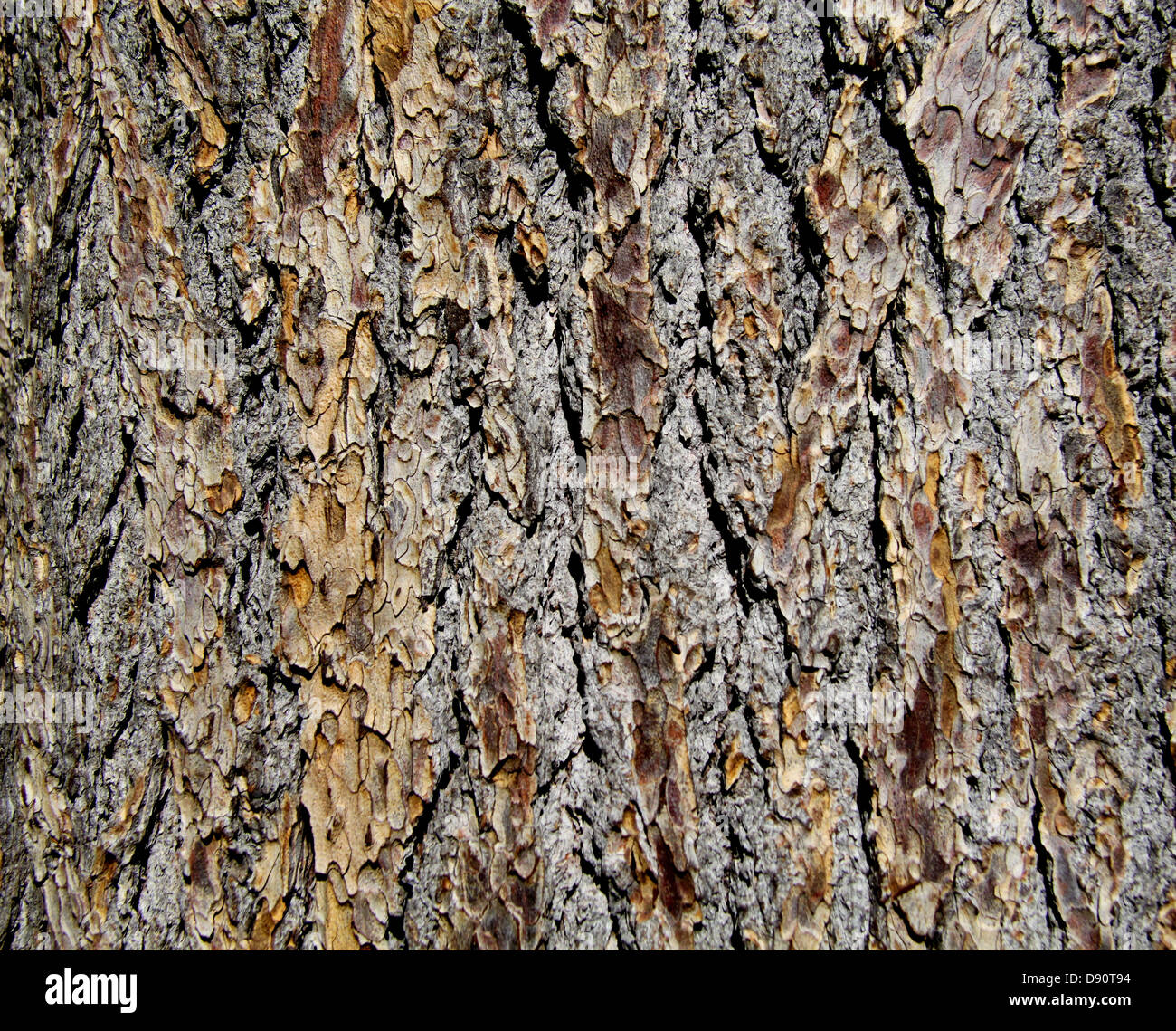 The texture of tree bark Stock Photo - Alamy