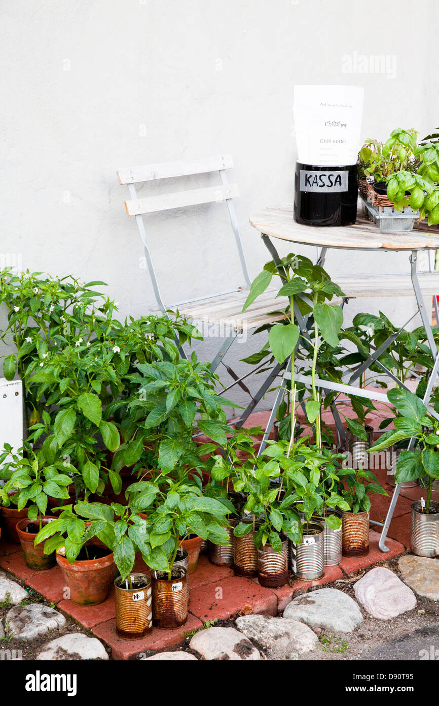 Seedlings for sale hi-res stock photography and images - Alamy
