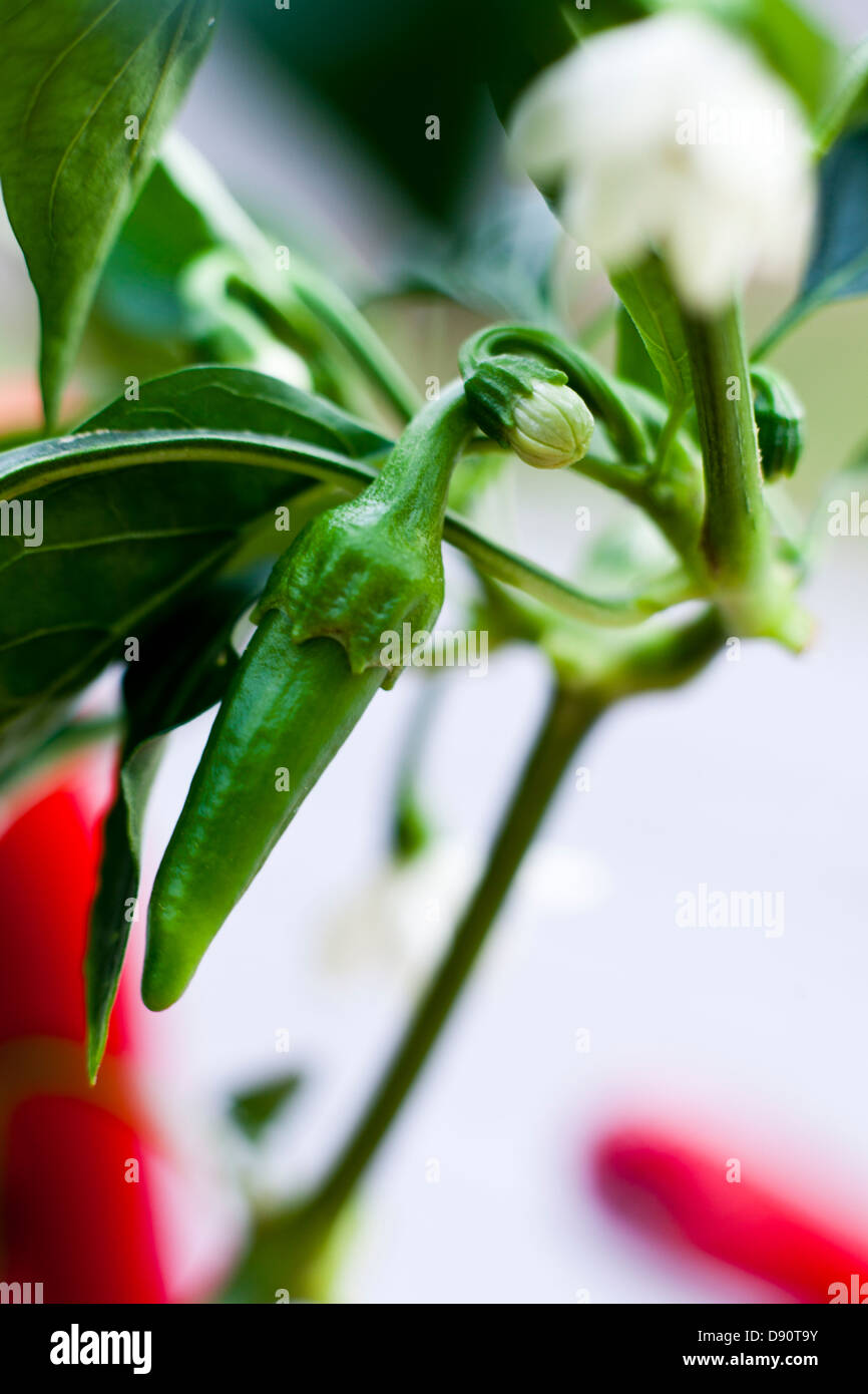 Chili pepper family hi-res stock photography and images - Alamy
