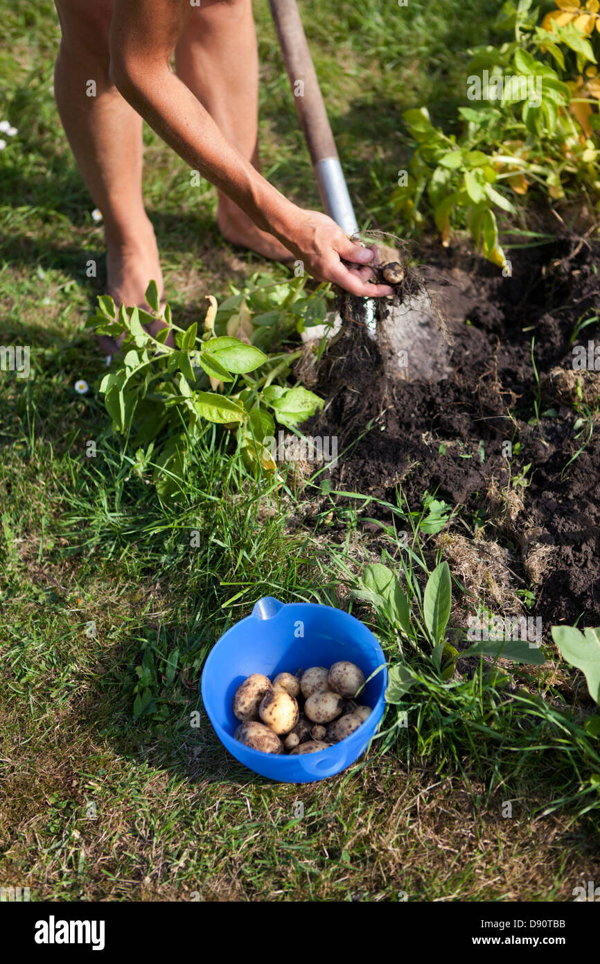 Dig potatoes in garden hi-res stock photography and images - Alamy
