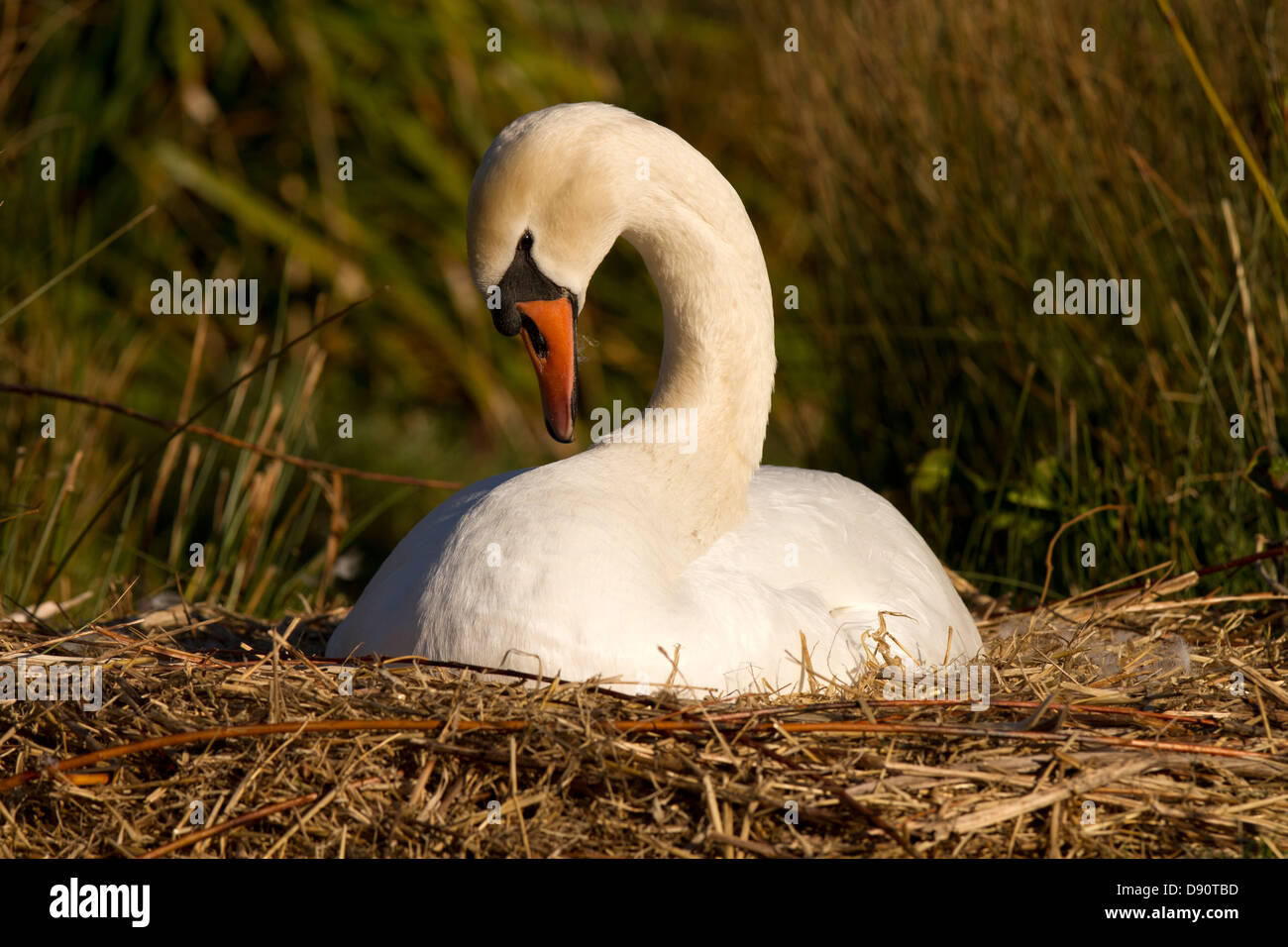 Female preening herself on the nest Stock Photo - Alamy