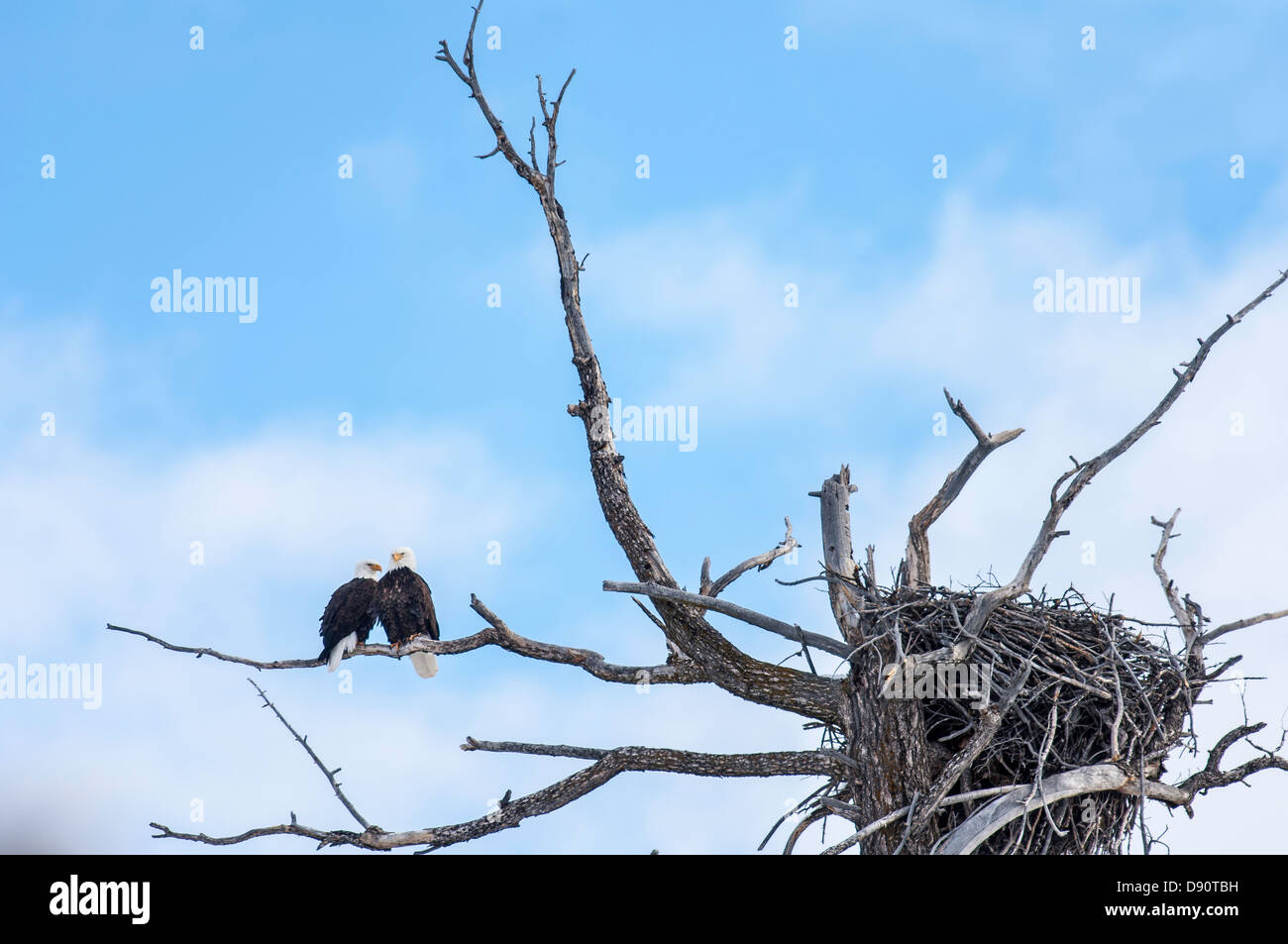 A pair of bald eagles nest near the Madison River east of West ...