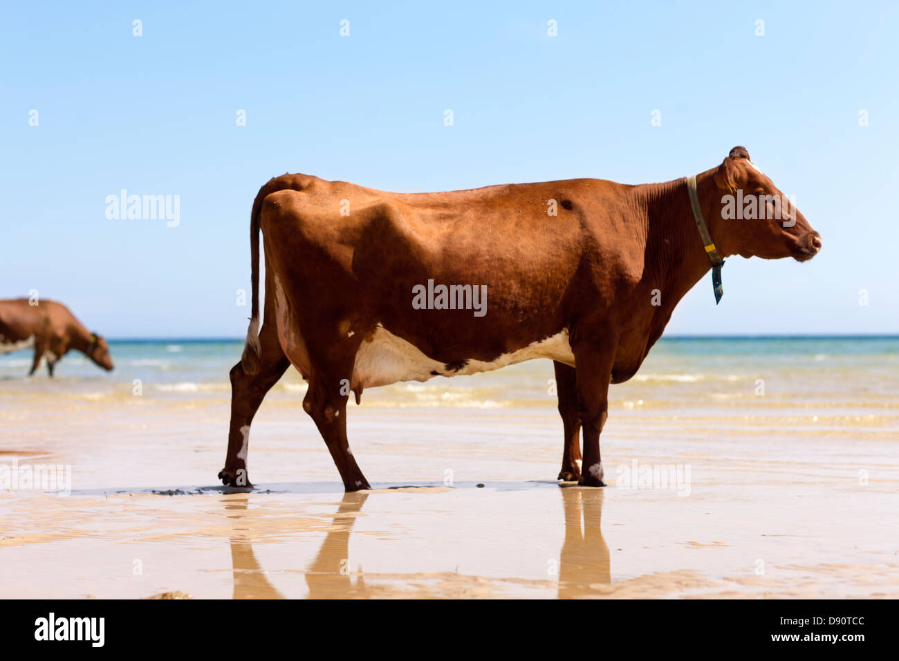 Cow beach hi-res stock photography and images - Alamy