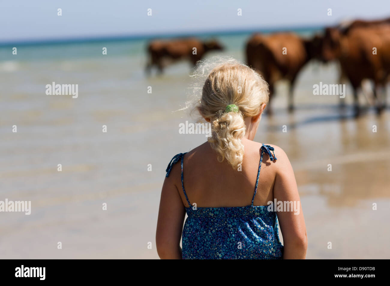 Looking at cows hi-res stock photography and images - Alamy