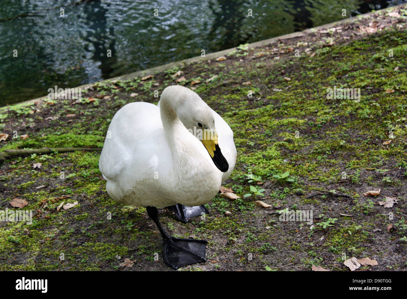 Swan in attack Stock Photo - Alamy