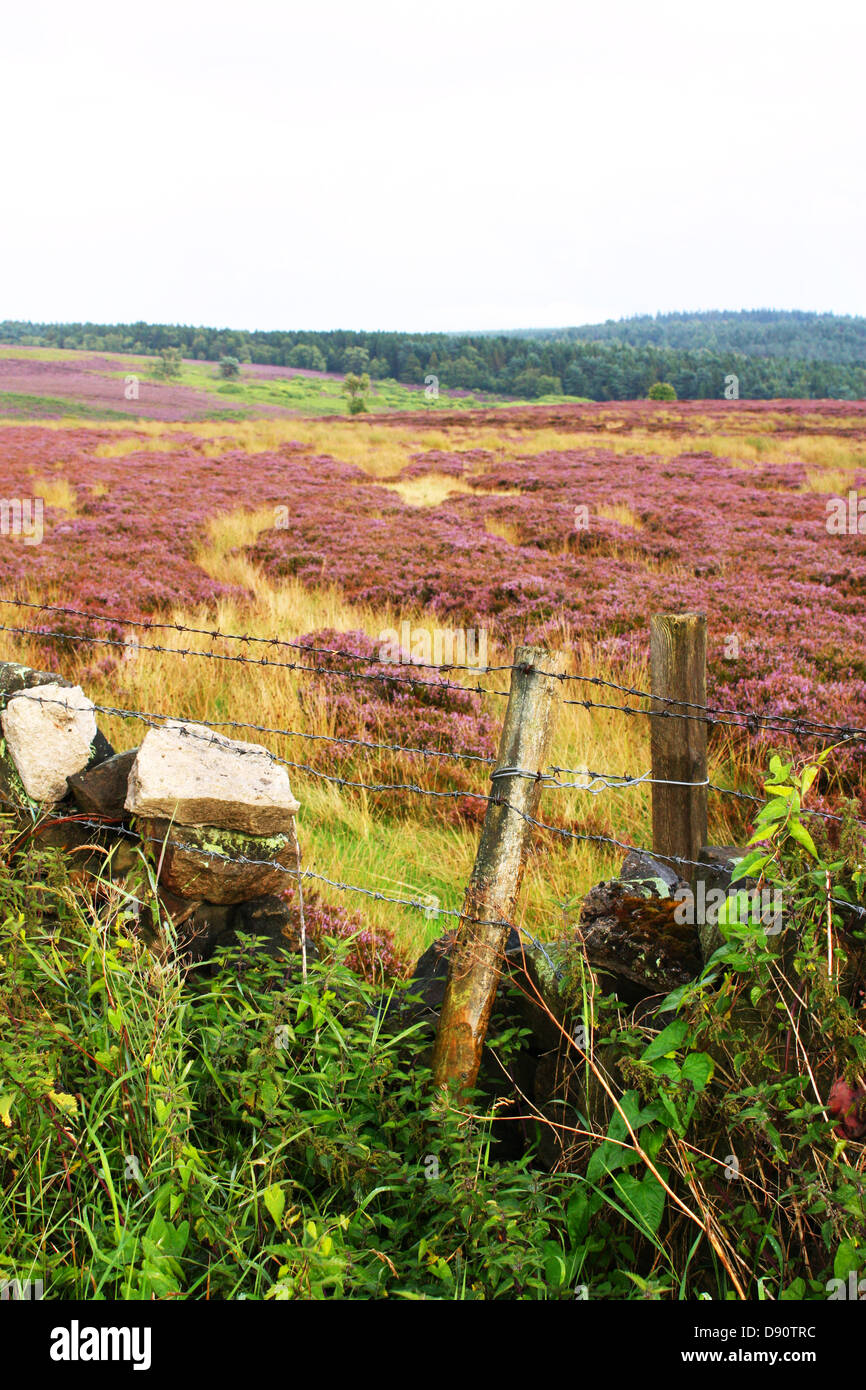 Heather field hi-res stock photography and images - Alamy