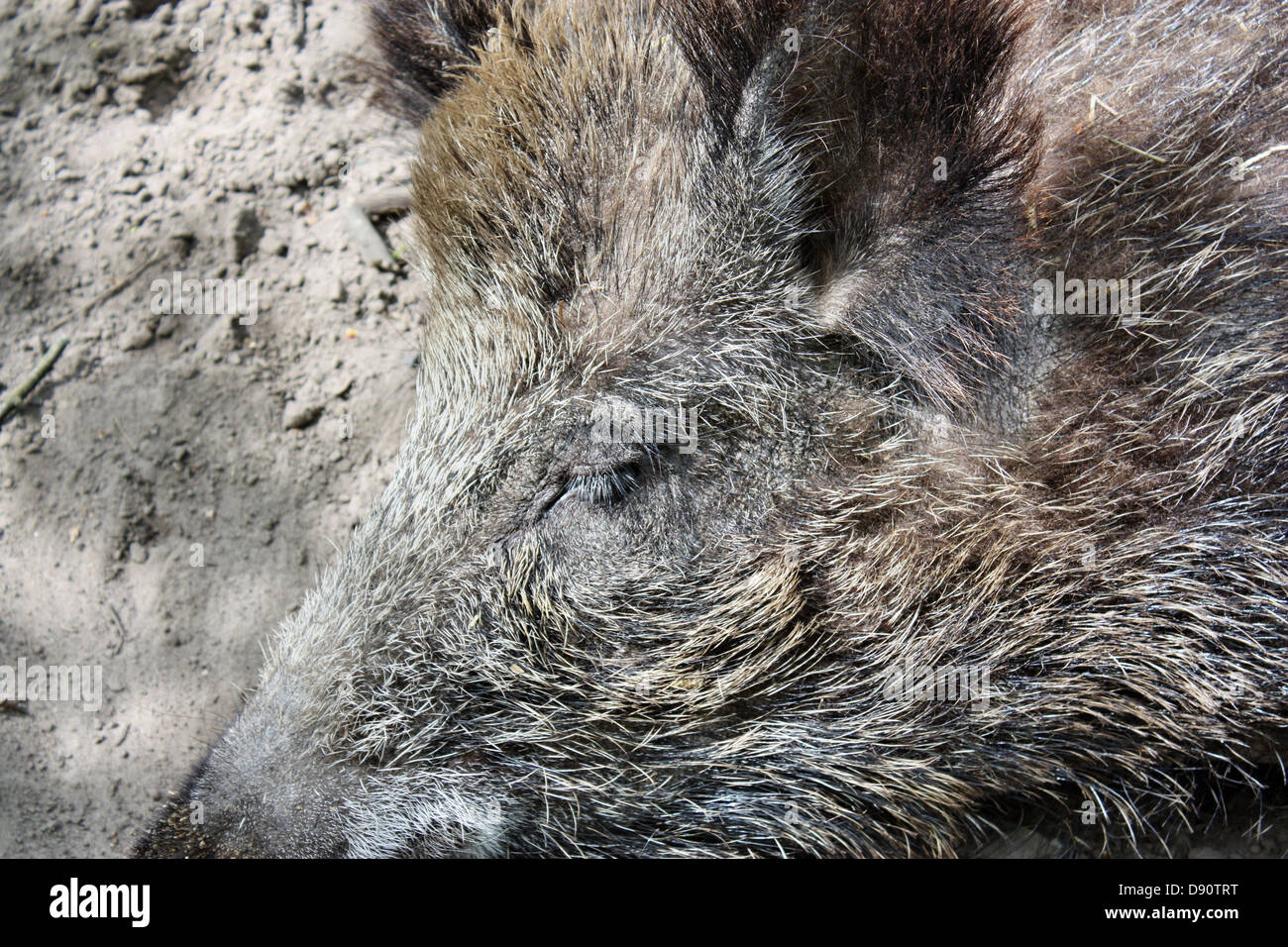 Little Boars Head High Resolution Stock Photography and Images - Alamy