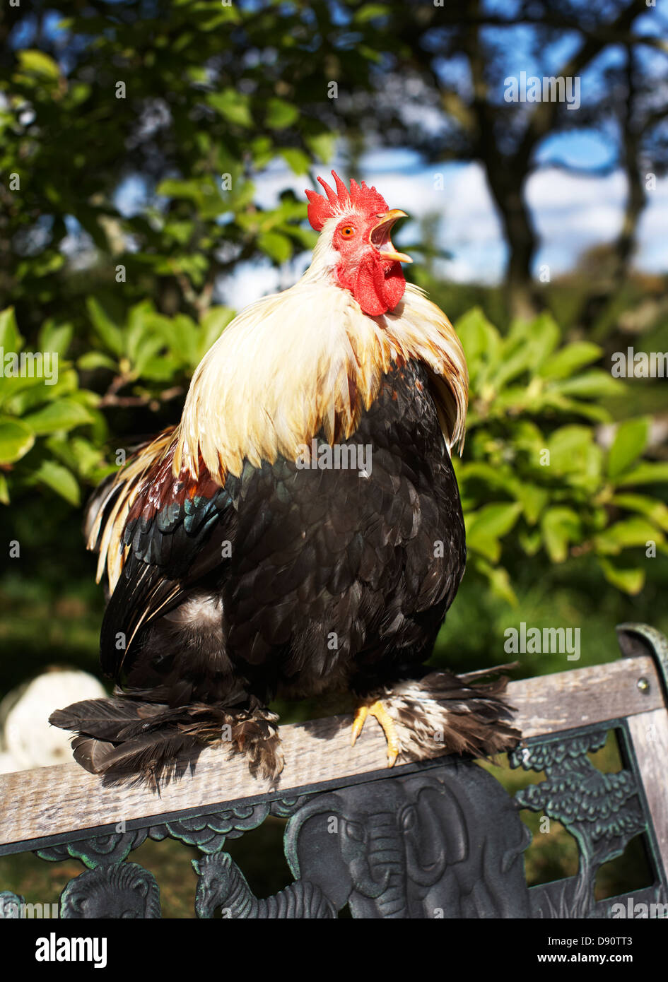 Sitting rooster hi-res stock photography and images - Alamy